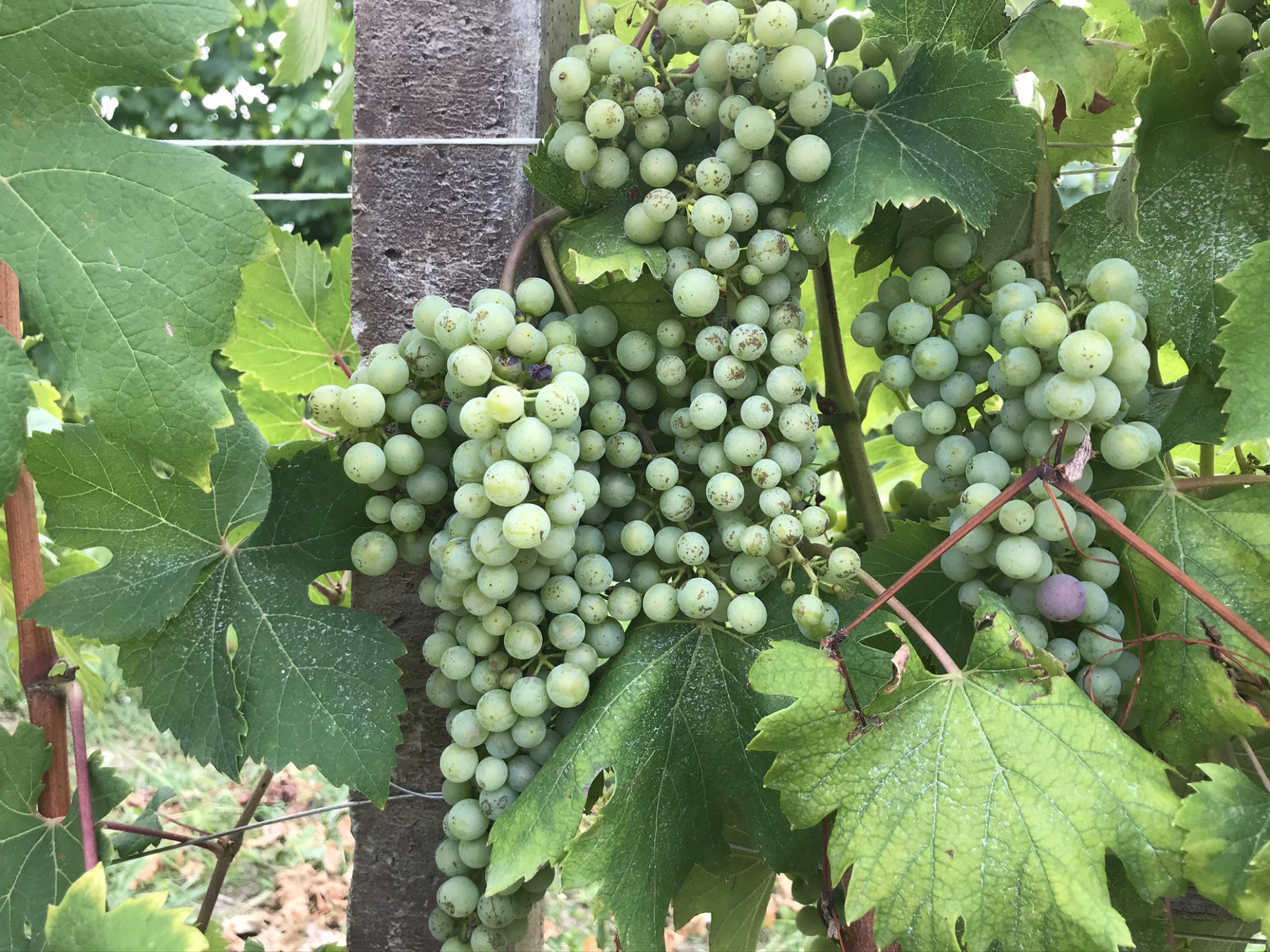 Wijnrank adopteren - Mijn Italiaanse Tante - Gaaf cadeau uit Piemonte