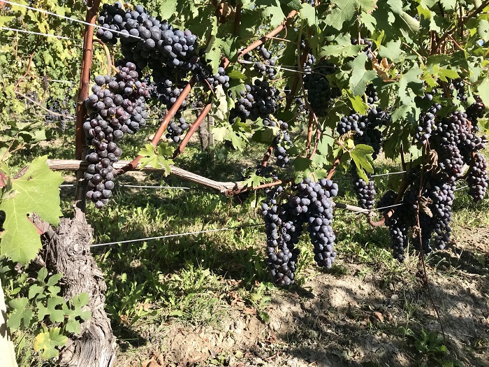 Adopteer een wijnrank - Mijn Italiaanse Tante Thuis in Piemonte