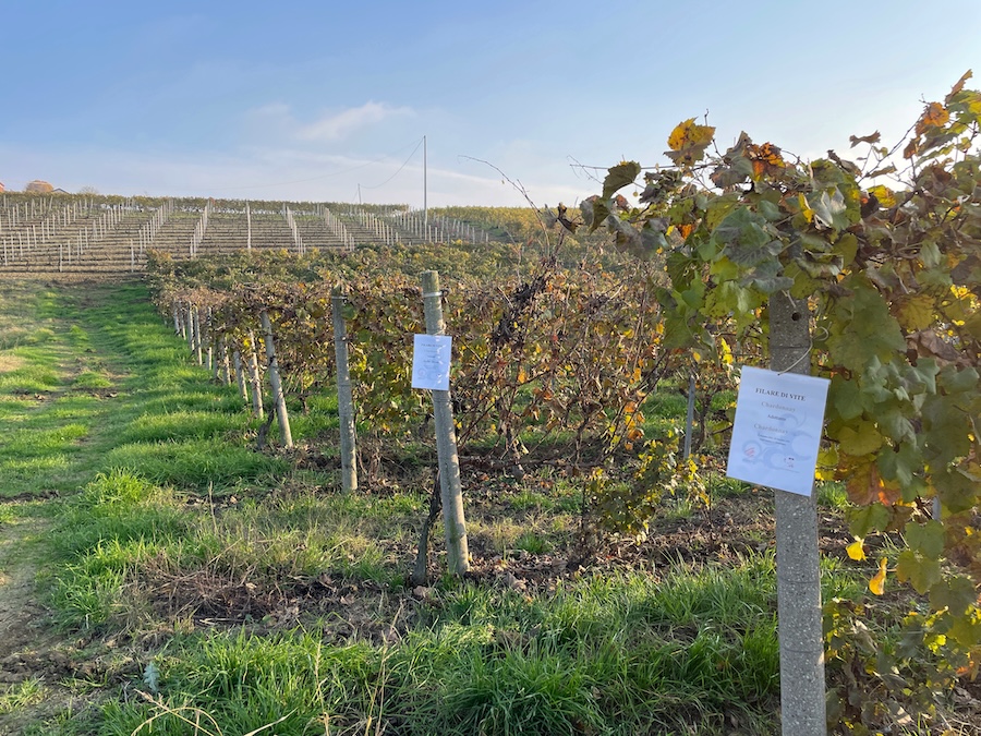 Adopteer een wijnrank - Mijn Italiaanse Tante Thuis in Piemonte